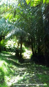 Castleton Botanical Gardens, Saint Mary – Adventures from Elle