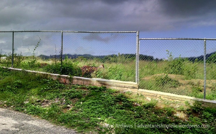 Discovering the Hidden Beauty of Tacky Falls – Adventures from Elle