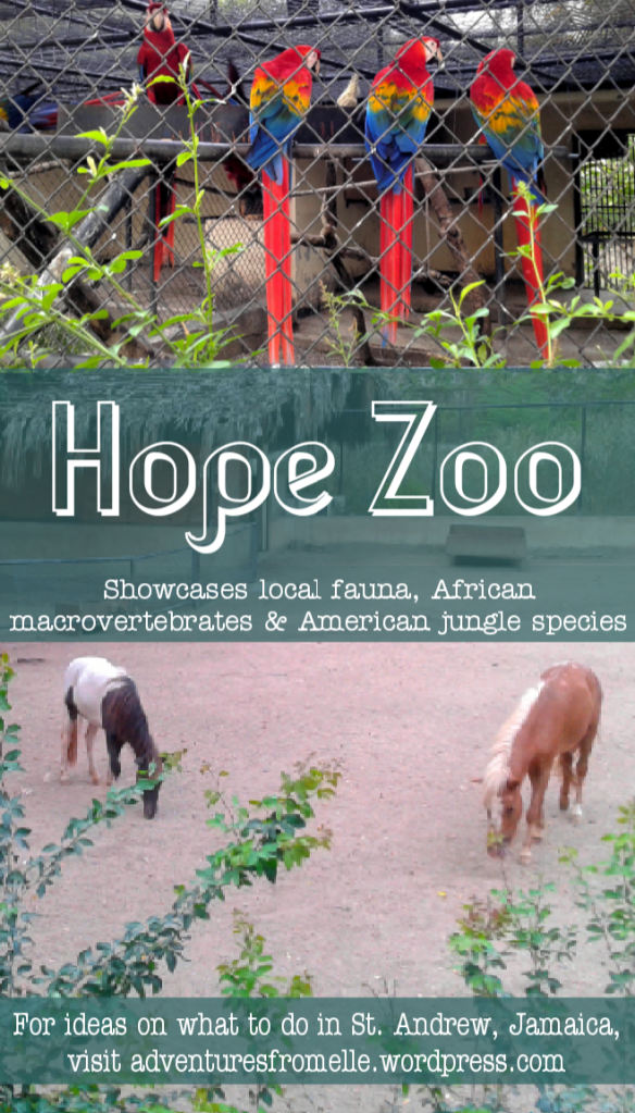 Family Fun at Hope Zoo: What to Expect – Adventures from Elle