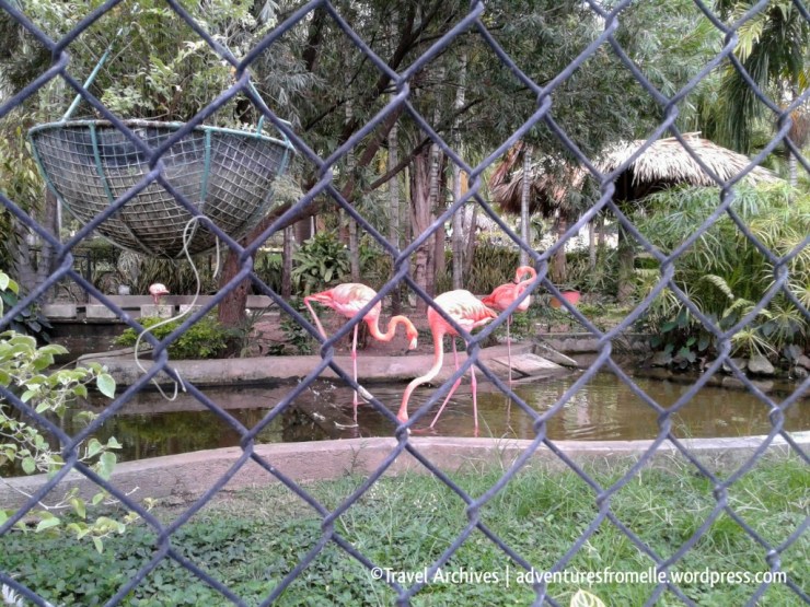 Family Fun at Hope Zoo: What to Expect – Adventures from Elle