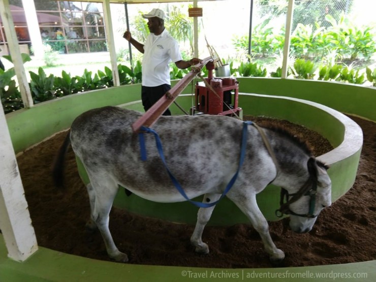 Discover the Appleton Rum Estate in Jamaica – Adventures from Elle