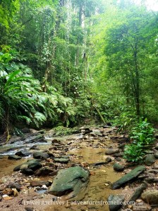 Turure Water Steps: A Trinidad Adventure – Adventures from Elle