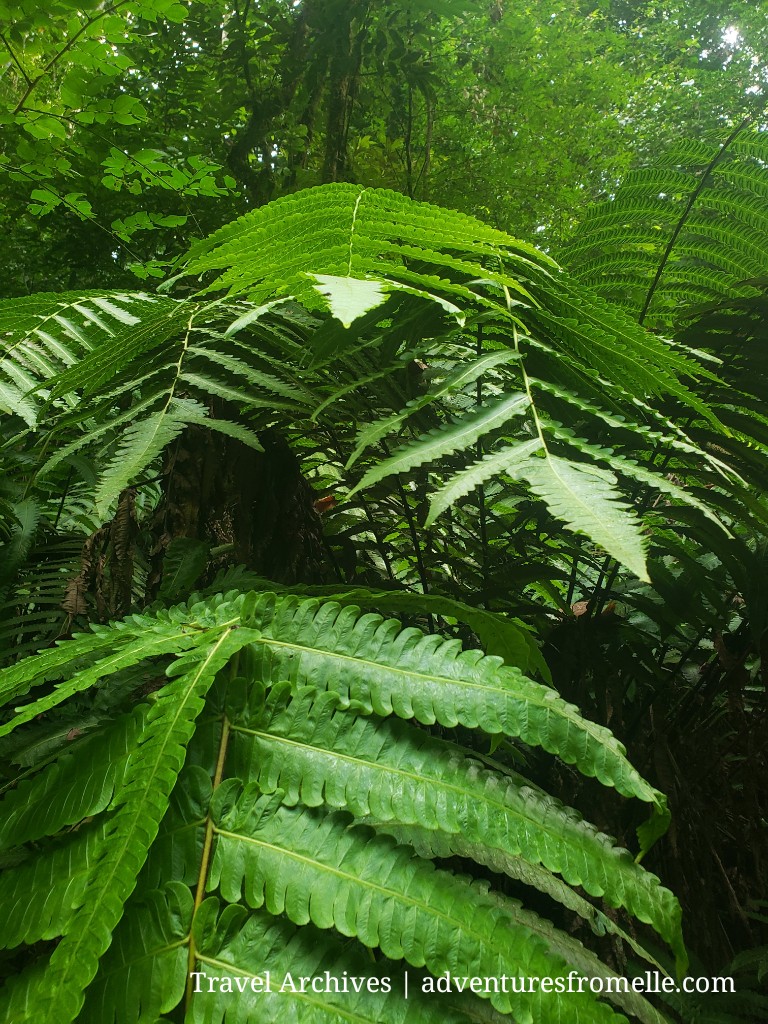 Turure Water Steps: A Trinidad Adventure – Adventures from Elle