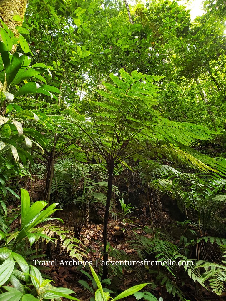 Turure Water Steps: A Trinidad Adventure – Adventures from Elle