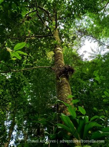 Turure Water Steps: A Trinidad Adventure – Adventures from Elle