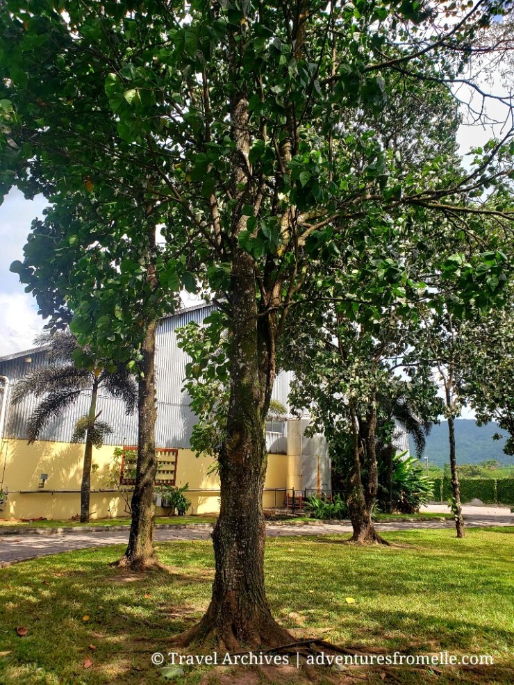 A Memorable Rum Tour at the Worthy Park Estate – Adventures from Elle