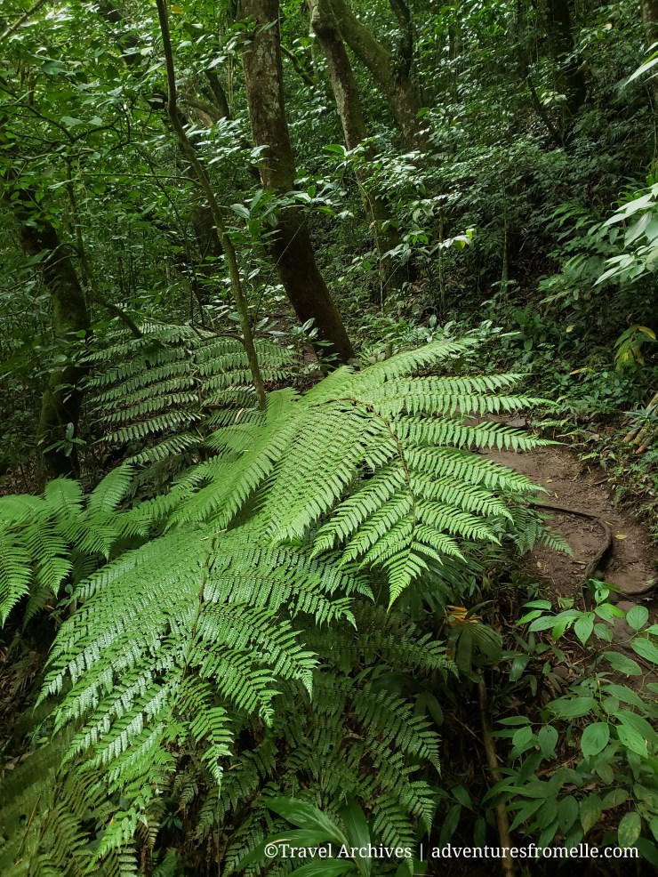 Falling Edge Falls, Saint Andrew – Adventures from Elle