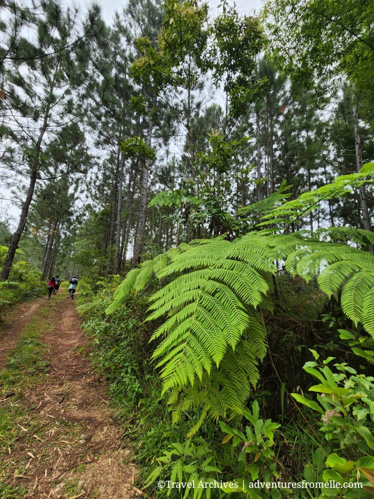 Bull Head Mountain, Clarendon – Adventures from Elle