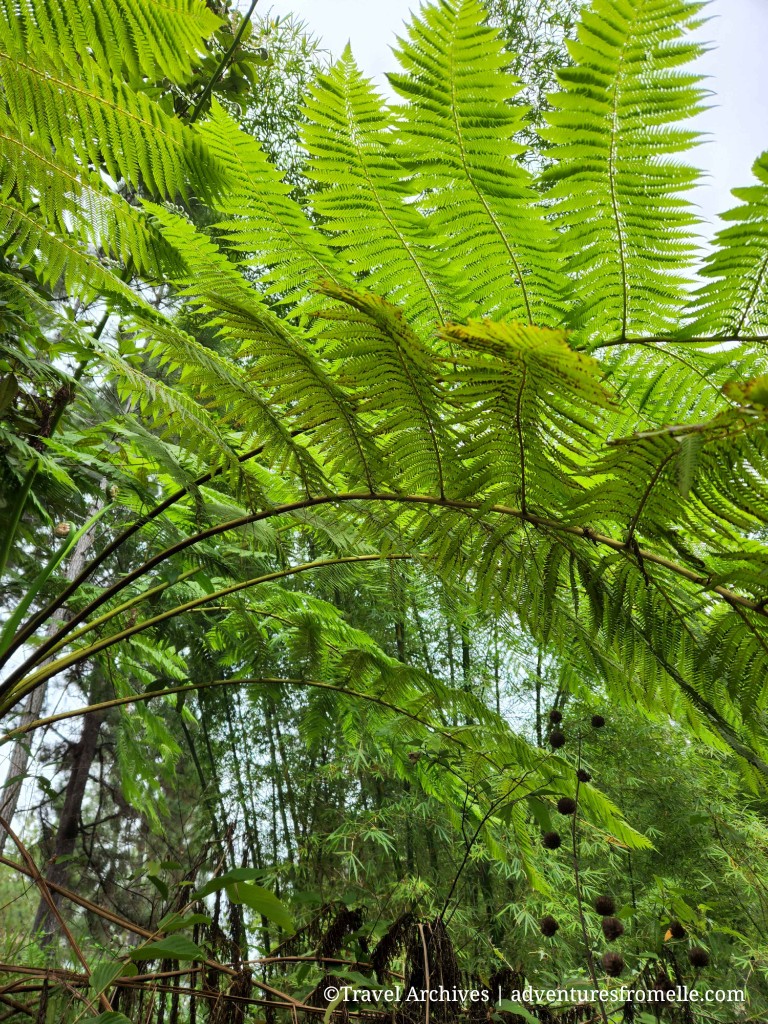 Bull Head Mountain, Clarendon – Adventures from Elle