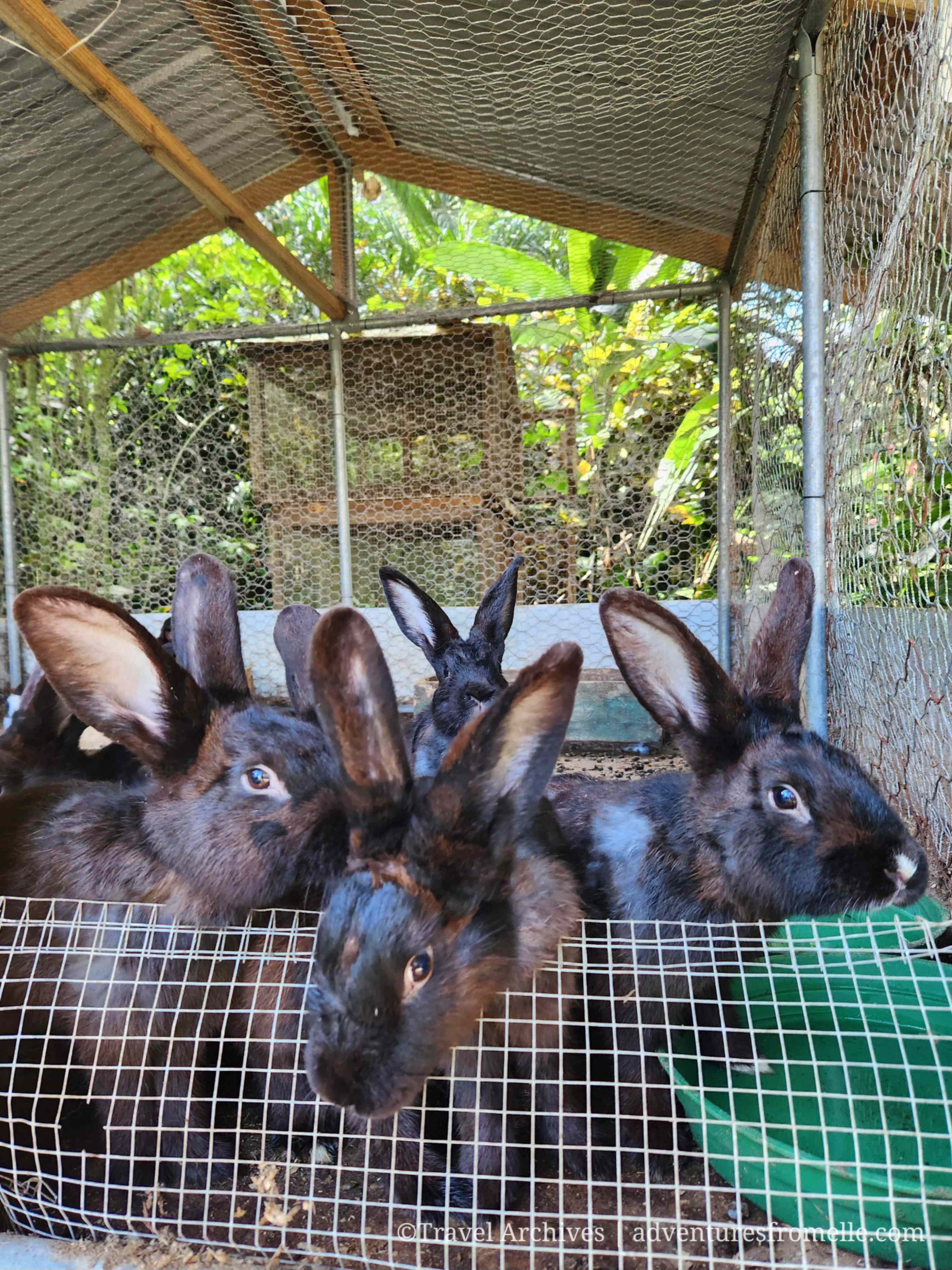 Experience Life Off the Grid at Animal Farm – Adventures from Elle