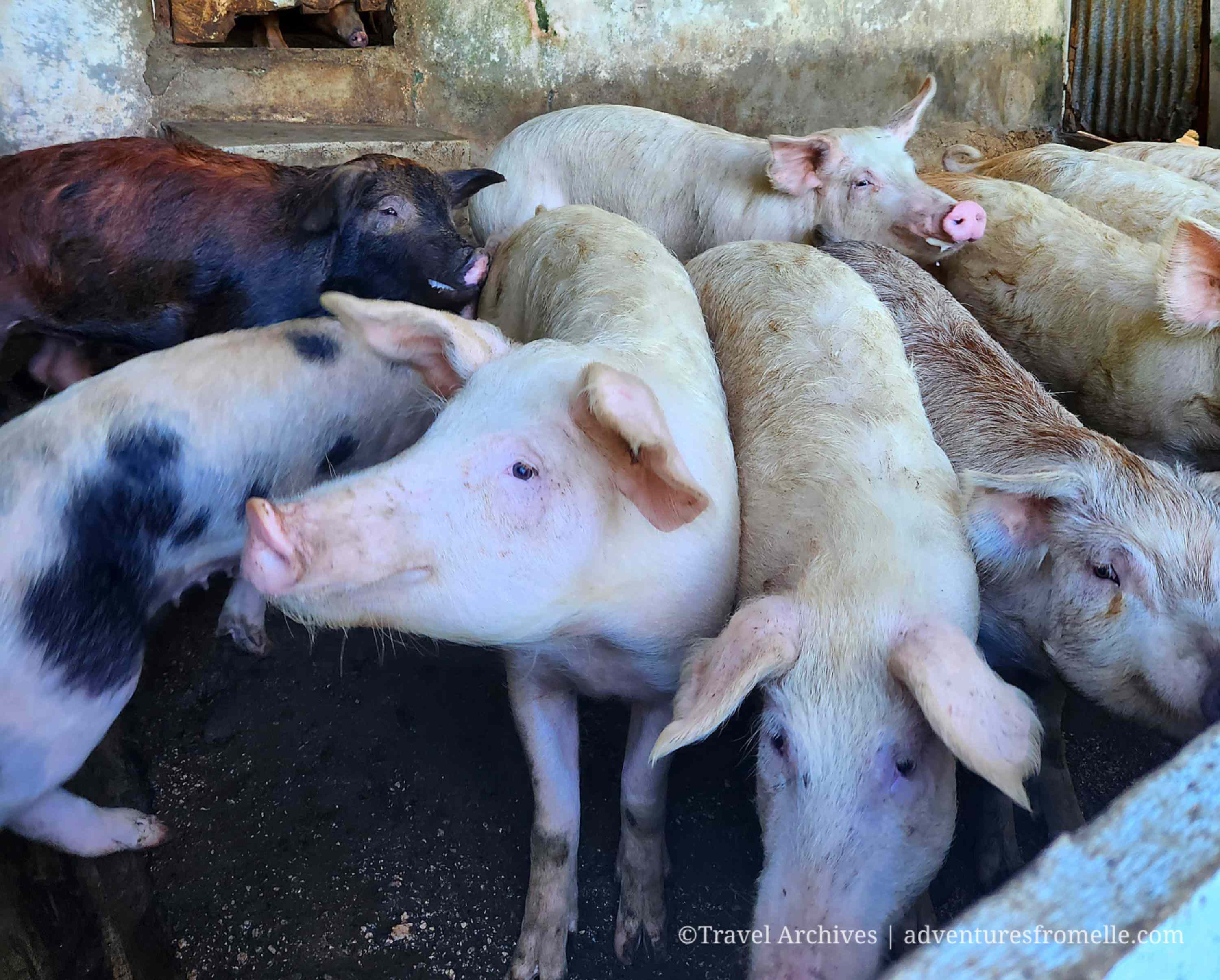 Experience Life Off the Grid at Animal Farm – Adventures from Elle