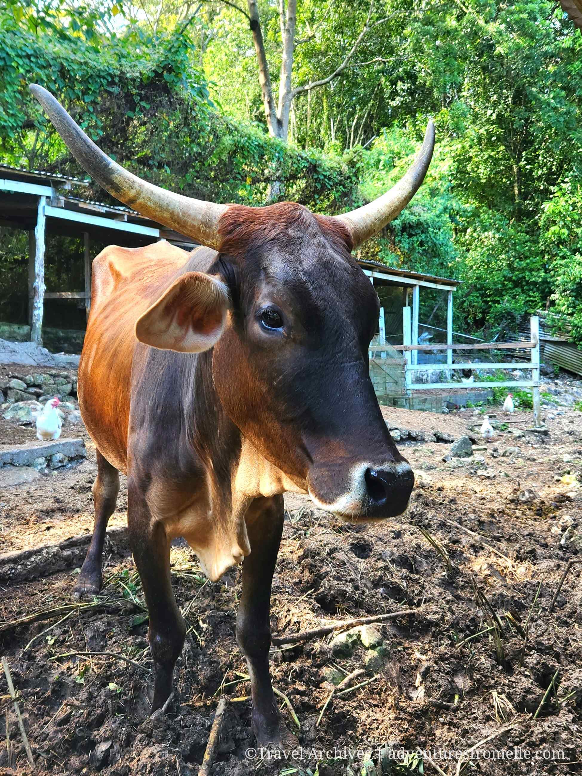 Experience Life Off the Grid at Animal Farm – Adventures from Elle
