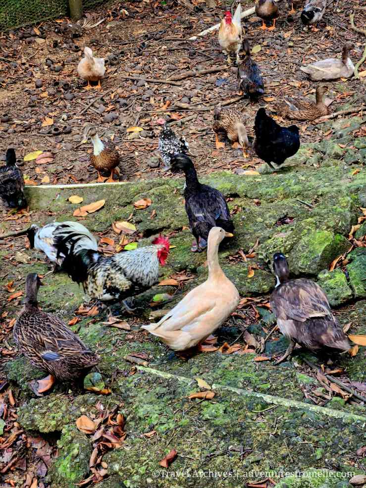 Experience Life Off the Grid at Animal Farm – Adventures from Elle