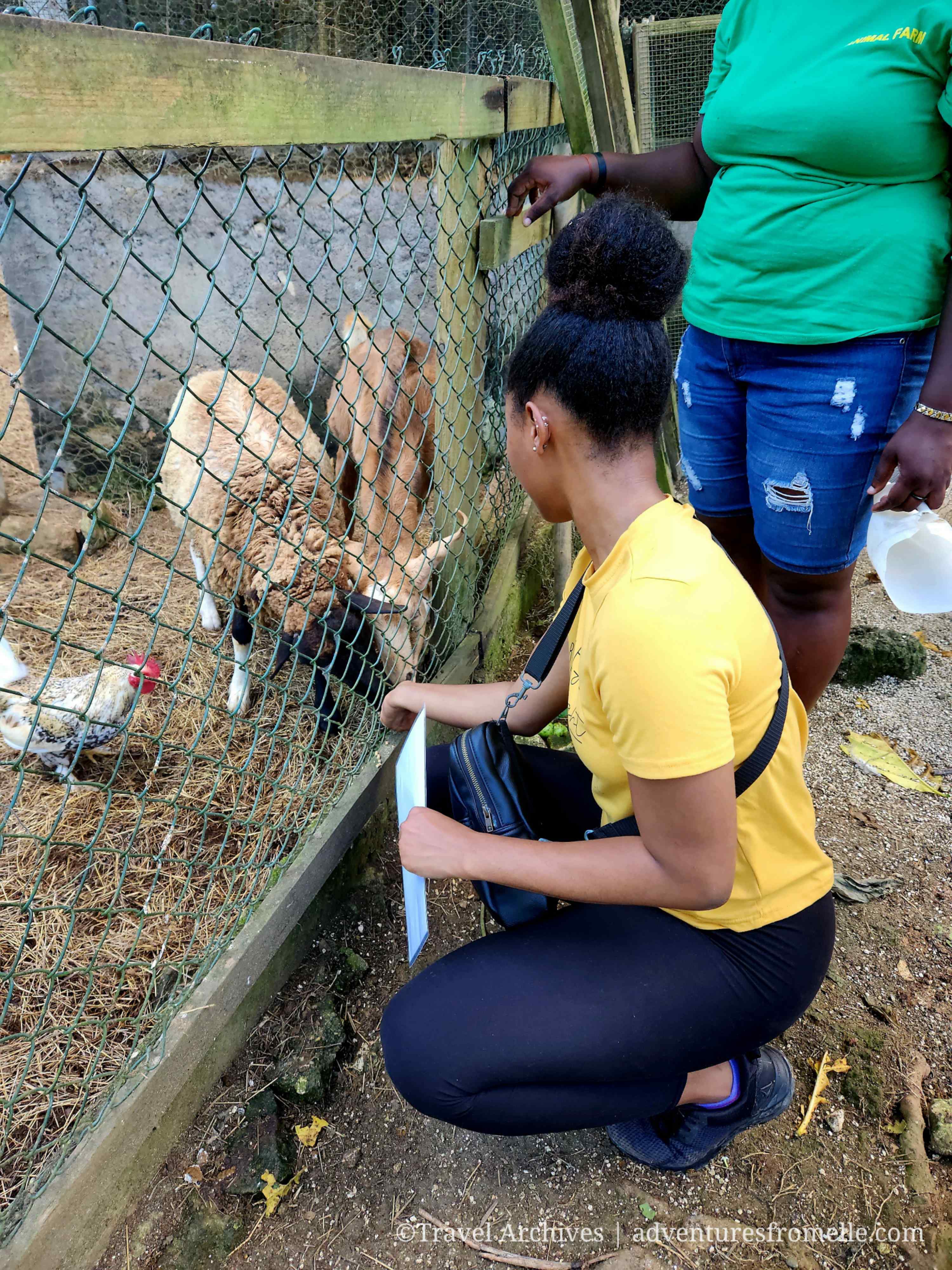 Experience Life Off the Grid at Animal Farm – Adventures from Elle