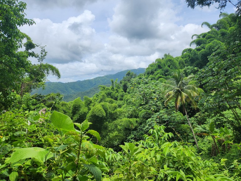 The 10 Best Hiking Trails in Jamaica – Adventures from Elle