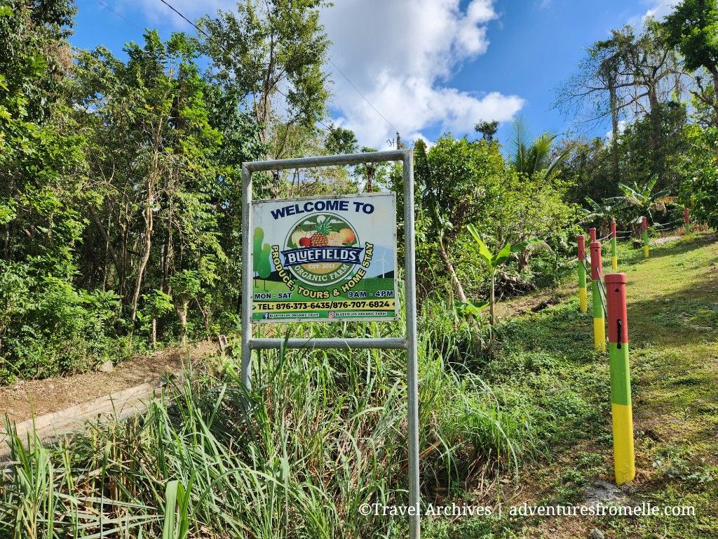 Bluefields Organic Farm Tour, Westmoreland – Adventures from Elle