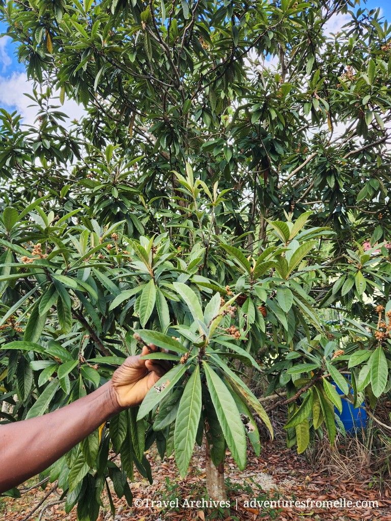 Bluefields Organic Farm Tour, Westmoreland – Adventures from Elle