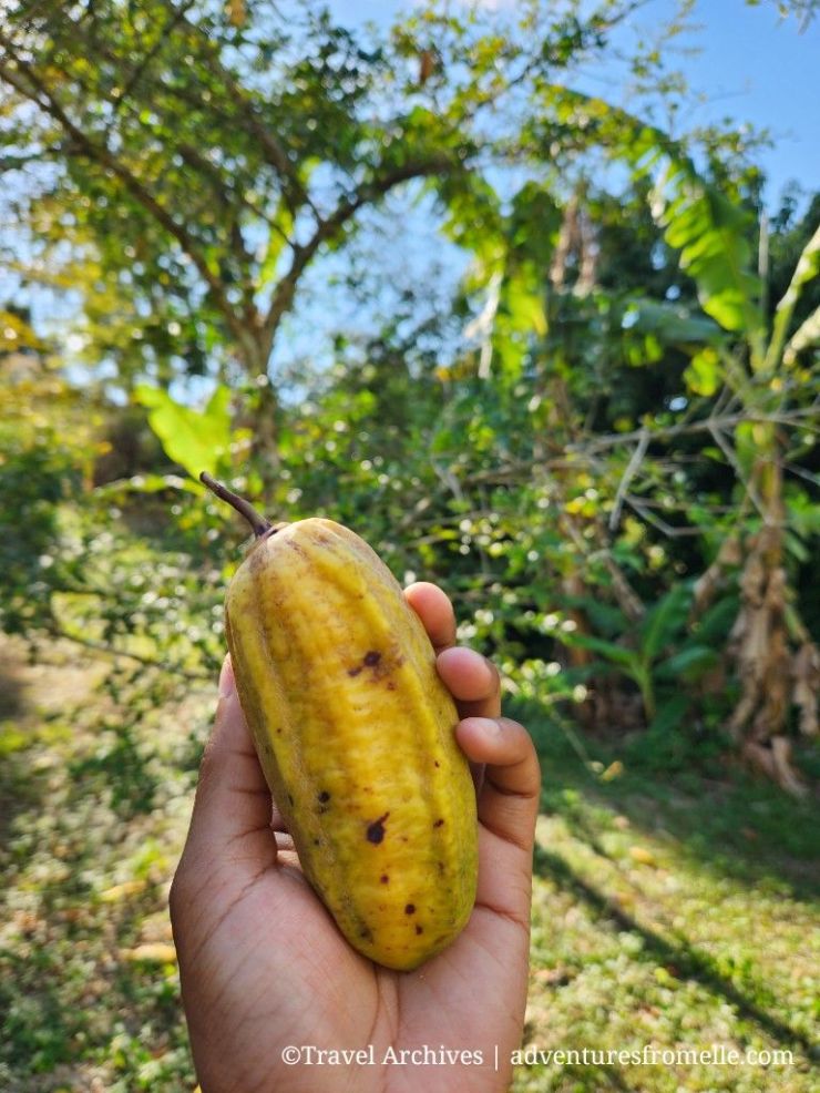 Bluefields Organic Farm Tour, Westmoreland – Adventures from Elle