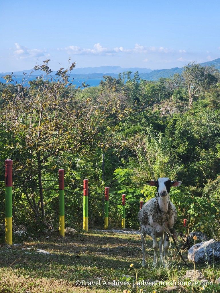 Bluefields Organic Farm Tour, Westmoreland – Adventures from Elle