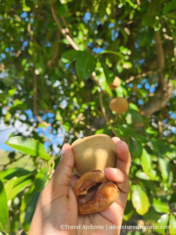 Bluefields Organic Farm Tour, Westmoreland – Adventures from Elle