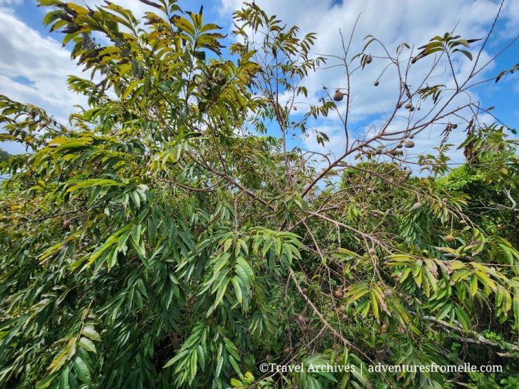 Shafston Great House, Westmoreland – Adventures from Elle