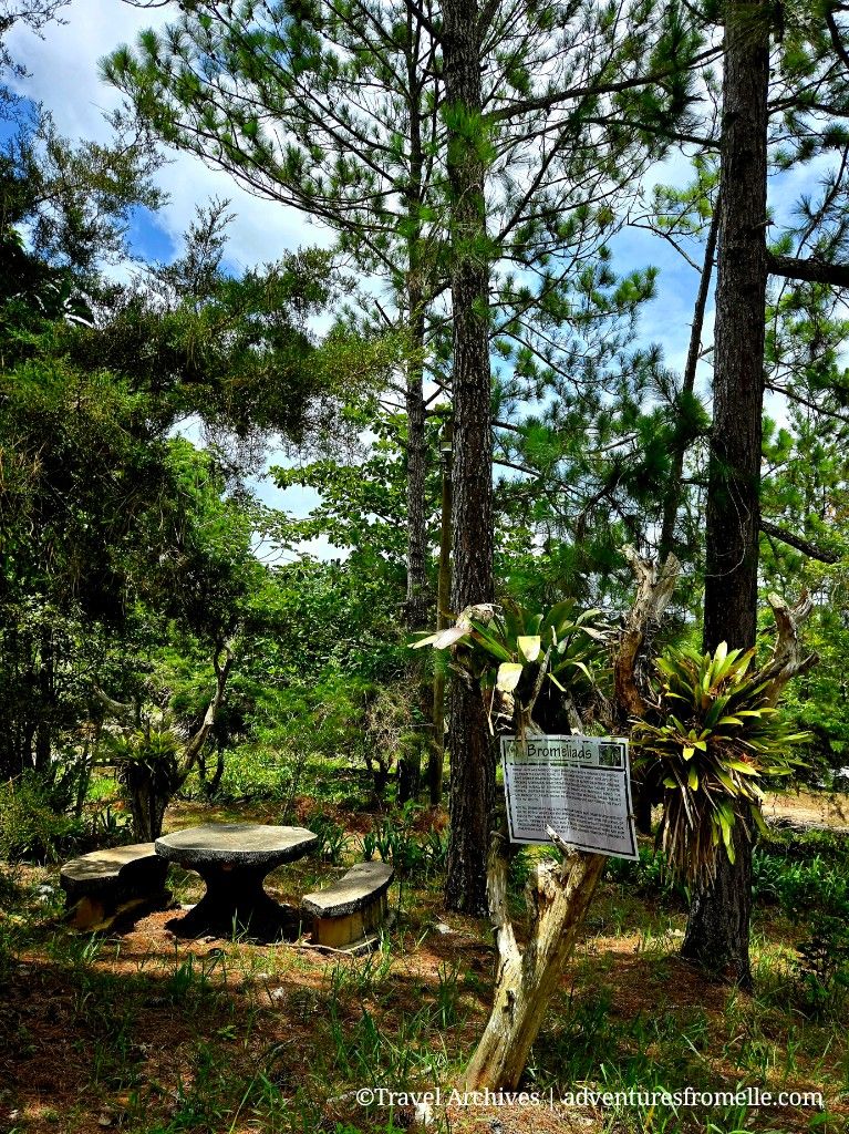 Gourie Forest Reserve: A Hike & Caving Guide – Adventures from Elle