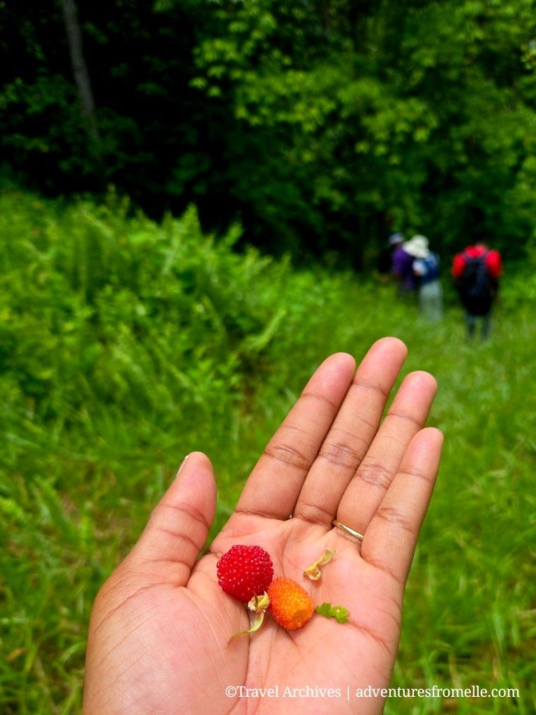 Gourie Forest Reserve: A Hike & Caving Guide – Adventures from Elle